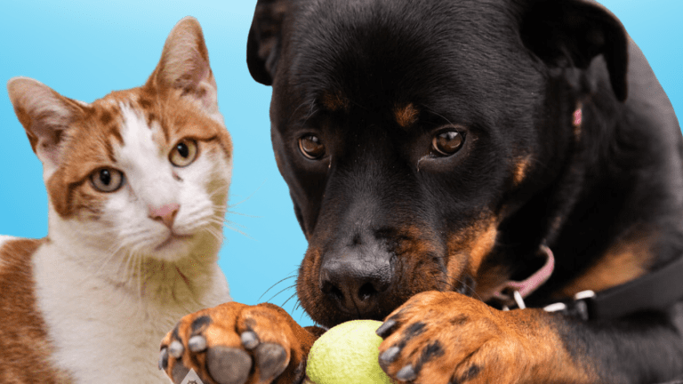 Lowell Humane Society | Animal Shelter & Humane Education