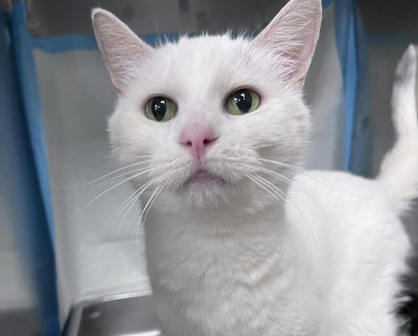 Lowell Humane Society | Animal Shelter & Humane Education