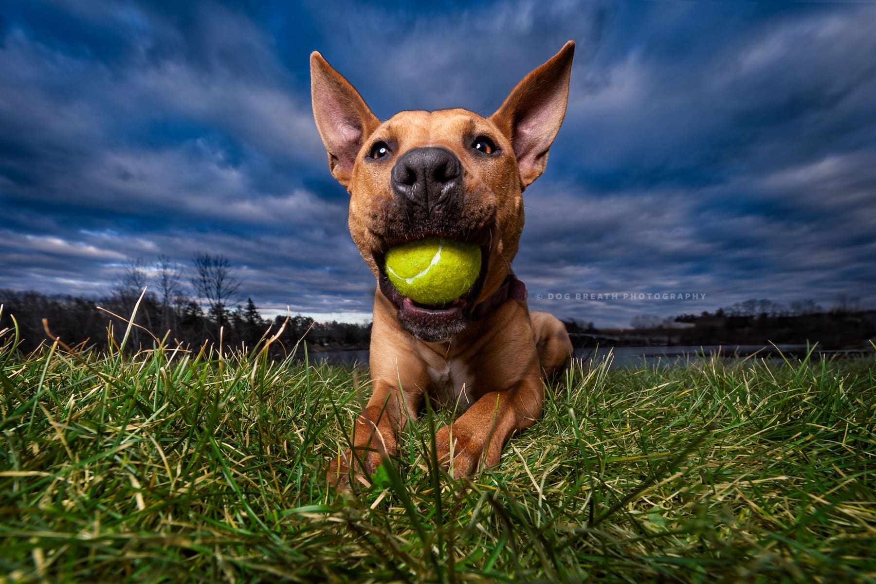 Lowell Humane Society | Animal Shelter & Humane Education