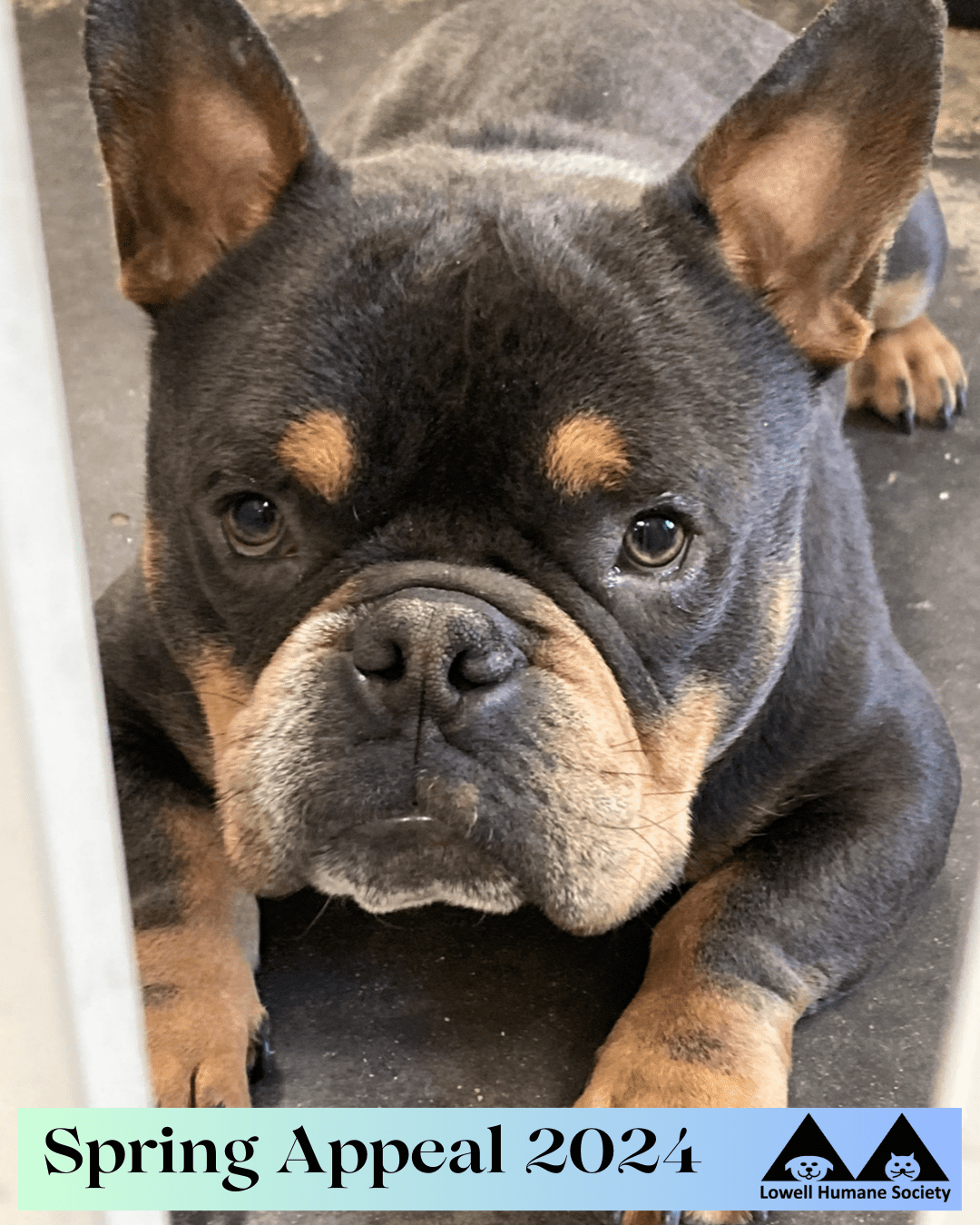 Lowell Humane Society | Animal Shelter & Humane Education