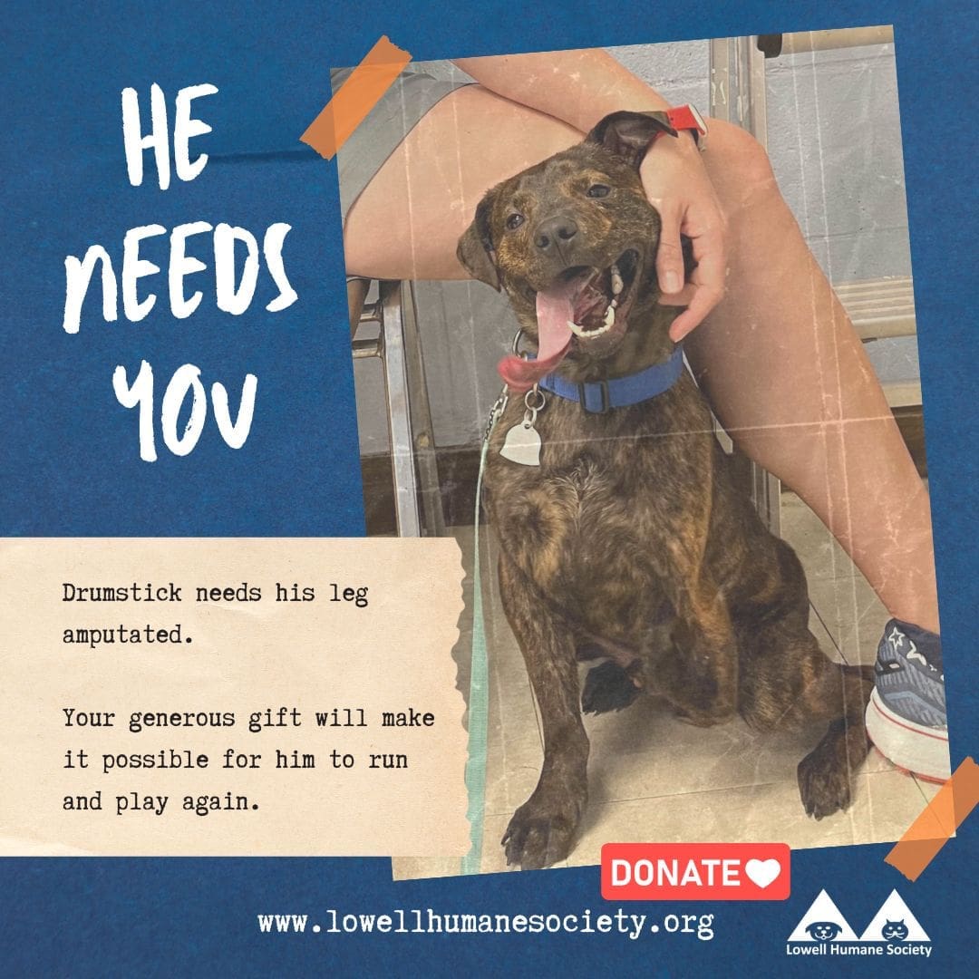 Lowell Humane Society | Animal Shelter & Humane Education