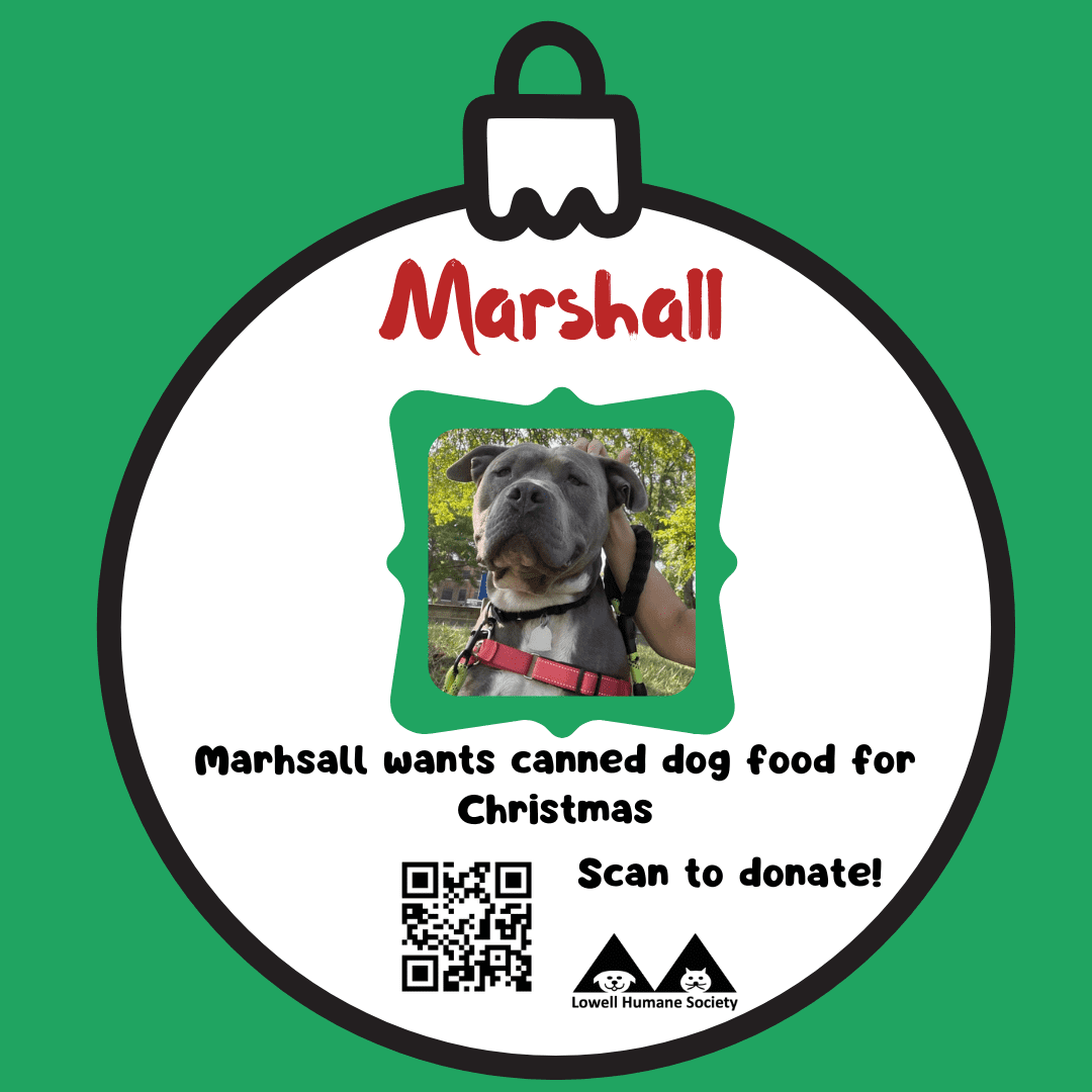 Lowell Humane Society | Animal Shelter & Humane Education